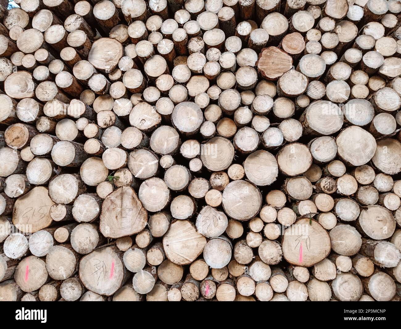 Freshly cut down wood logs. Texture and background of cut down trees ...
