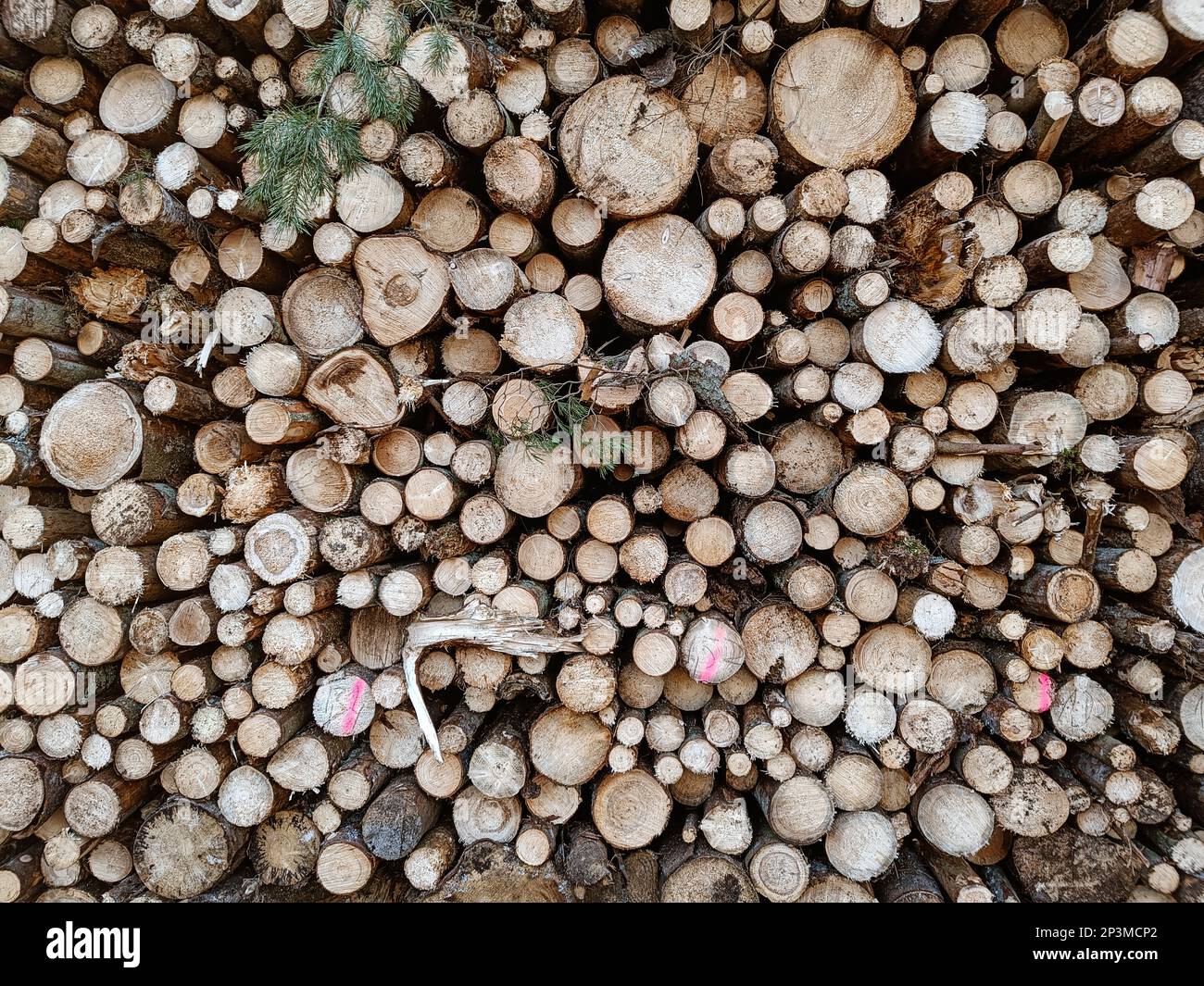 Freshly cut down wood logs. Texture and background of cut down trees ...