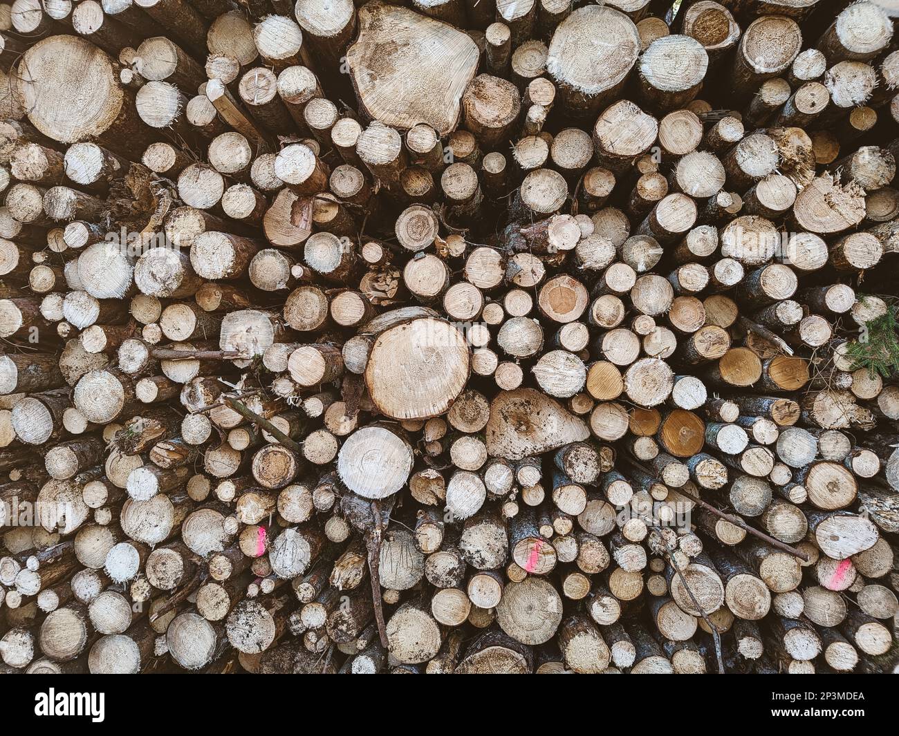 Freshly cut down wood logs. Texture and background of cut down trees ...