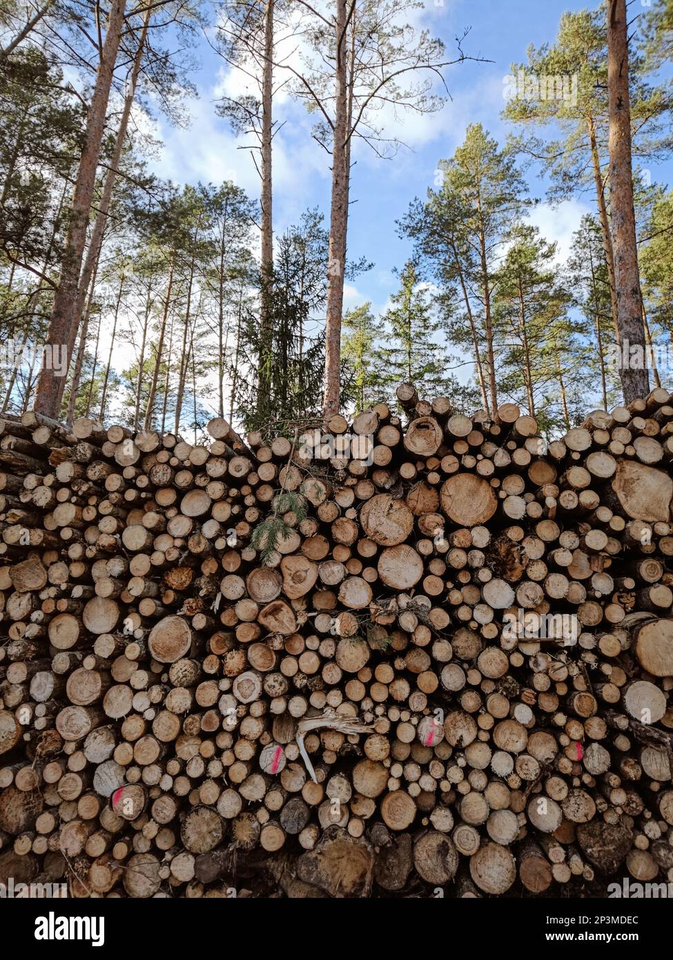 Big pile of freshly cut logs in a forest. Massive deforestation. Cut ...