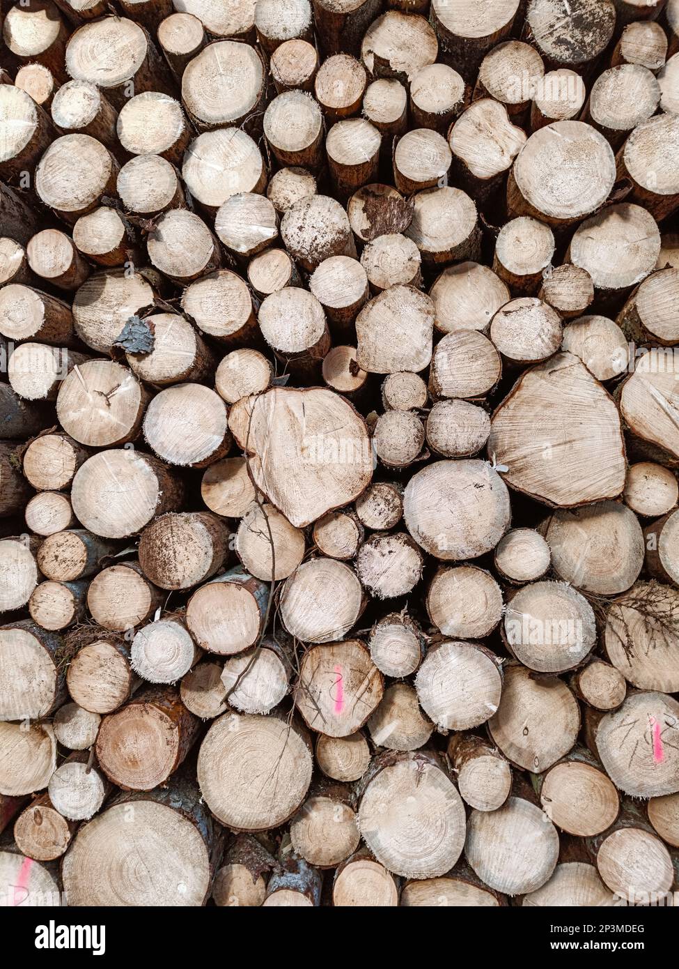 Freshly cut down wood logs. Texture and background of cut down trees ...
