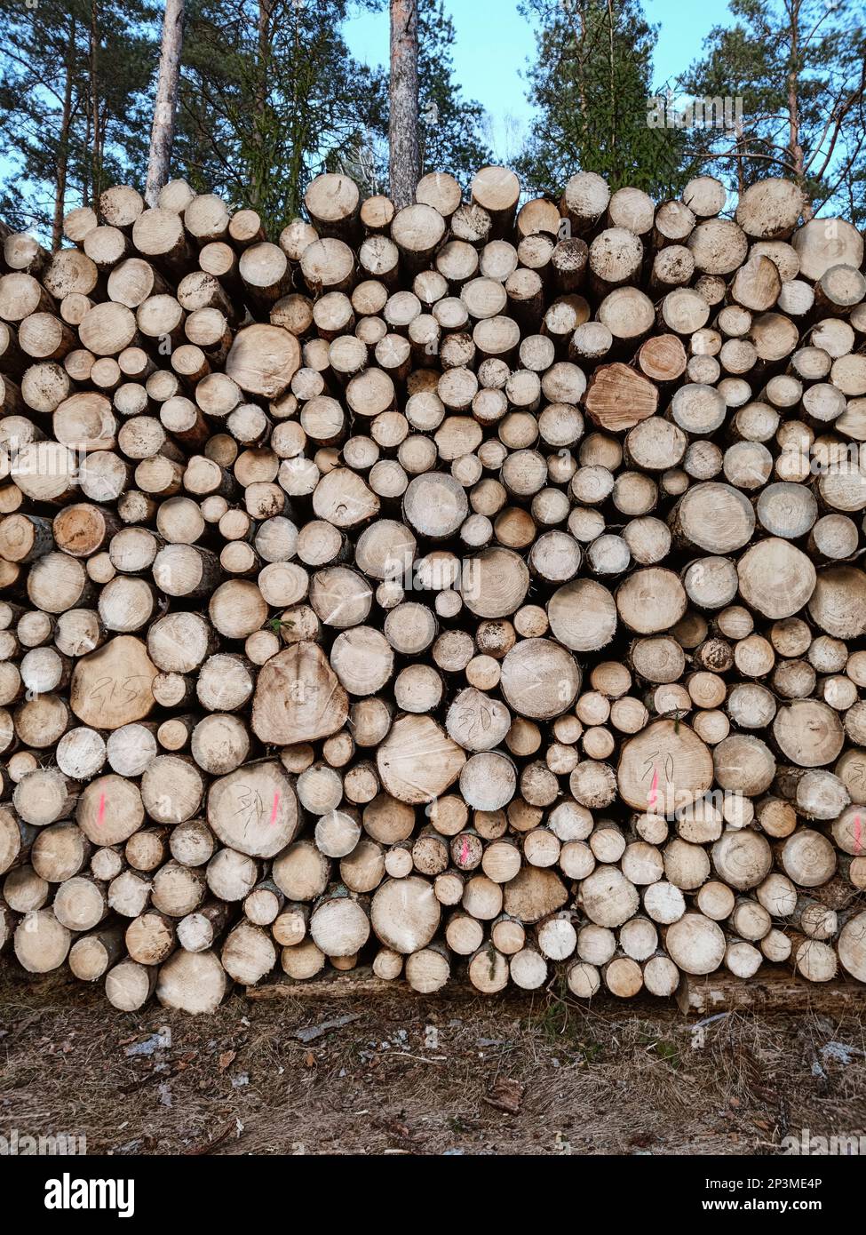 Freshly cut down wood logs. Texture and background of cut down trees ...