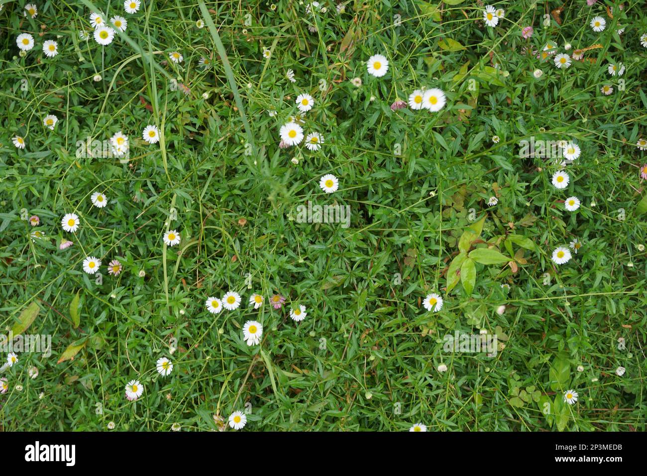 Erigeron karvinskianus, the Mexican fleabane, is a species of daisy ...