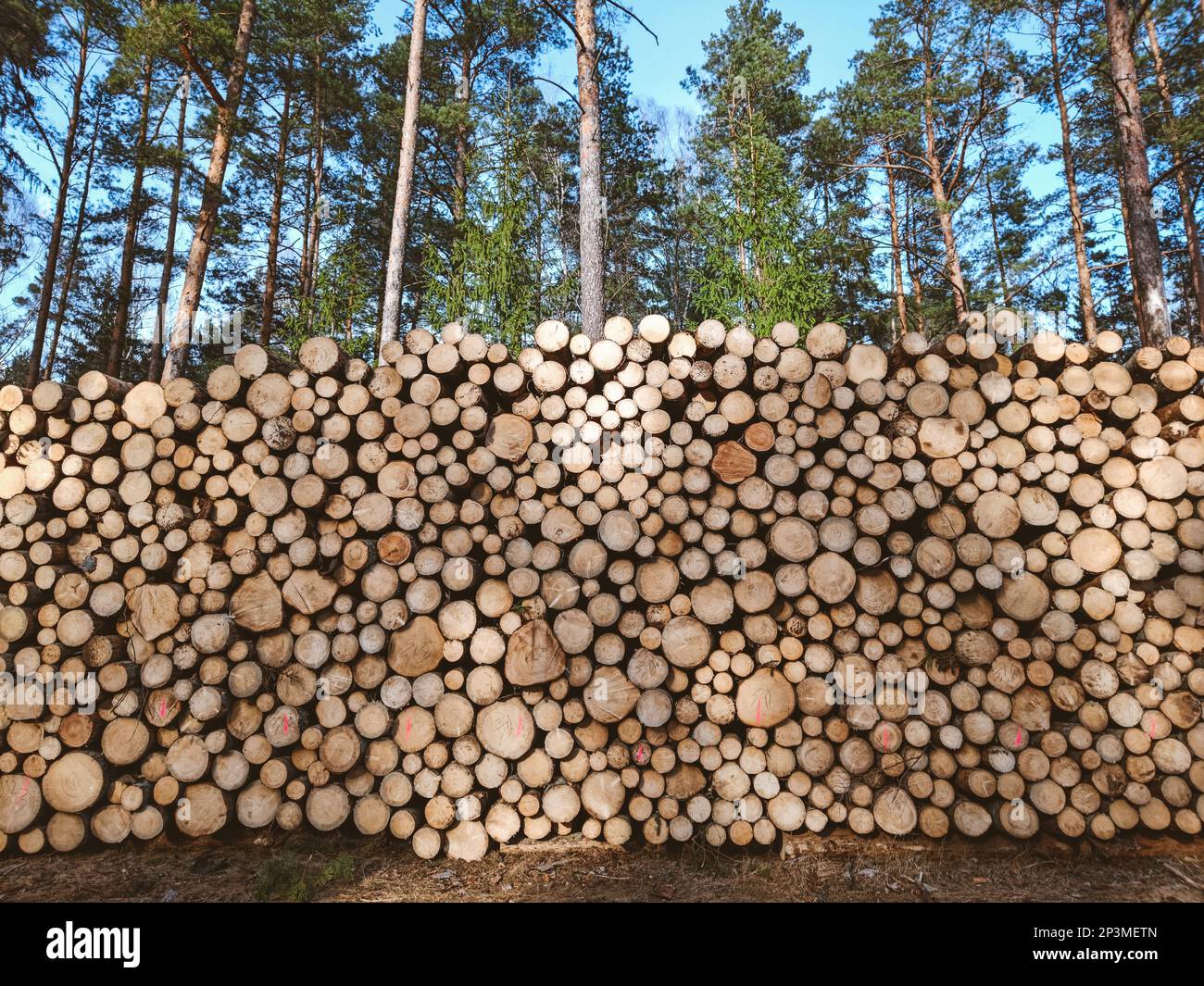 Big pile of freshly cut logs in a forest. Massive deforestation. Cut ...