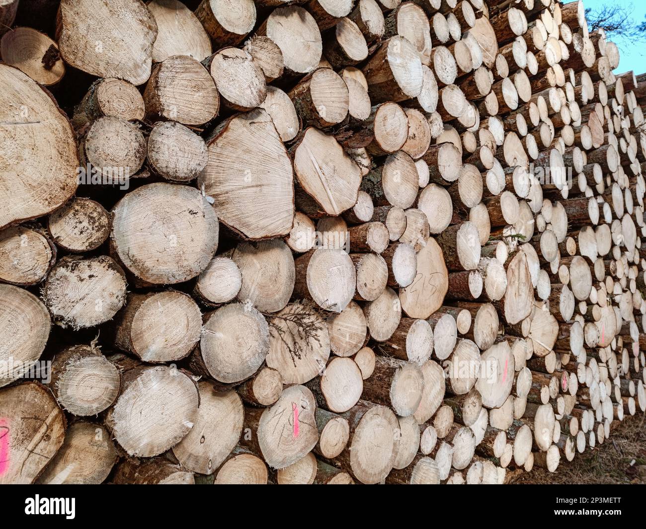 Freshly cut down wood logs. Texture and background of cut down trees ...