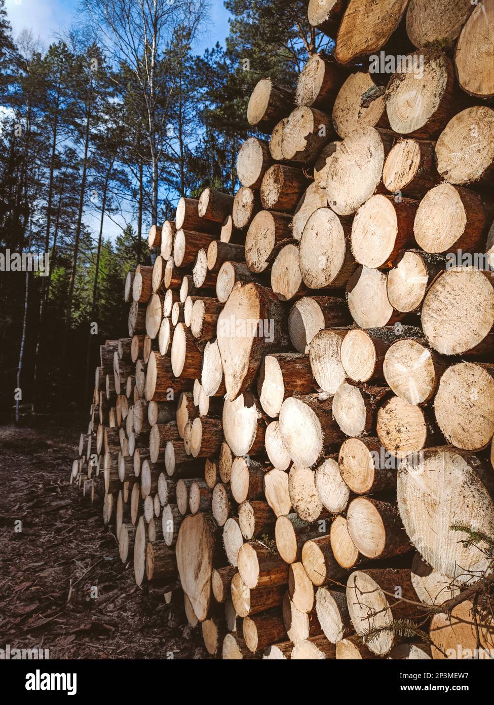 Freshly cut down wood logs. Texture and background of cut down trees ...