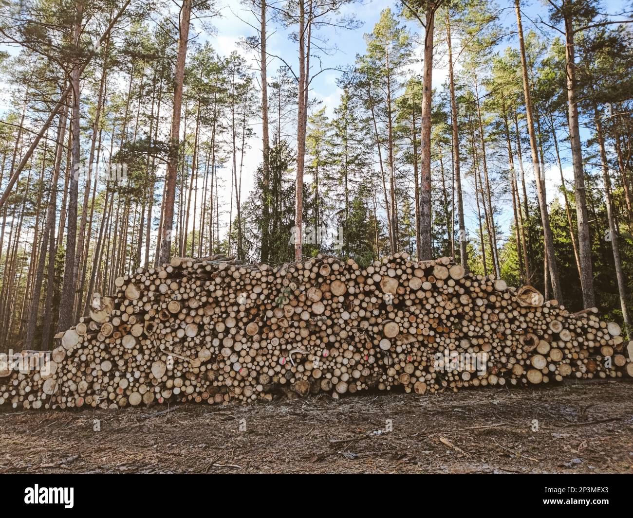 Big pile of freshly cut logs in a forest. Massive deforestation. Cut ...