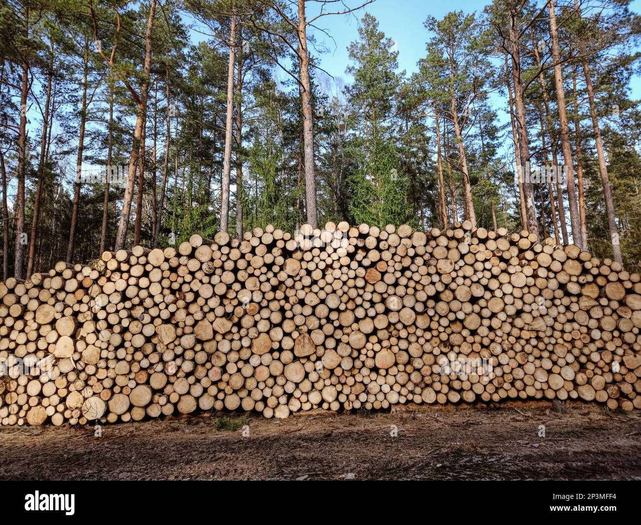 Big pile of freshly cut logs in a forest. Massive deforestation. Cut ...