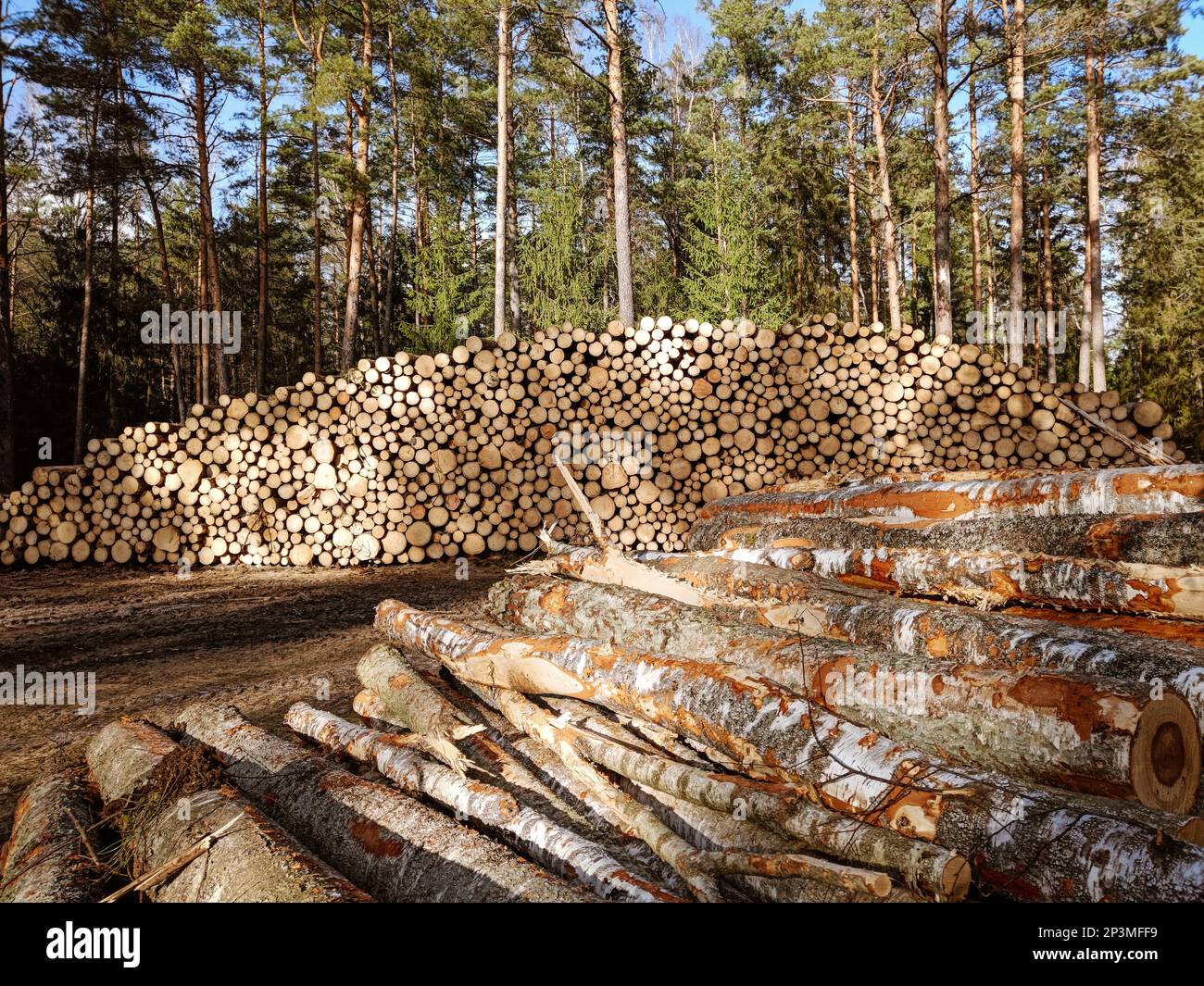 Big pile of freshly cut logs in a forest. Massive deforestation. Cut ...