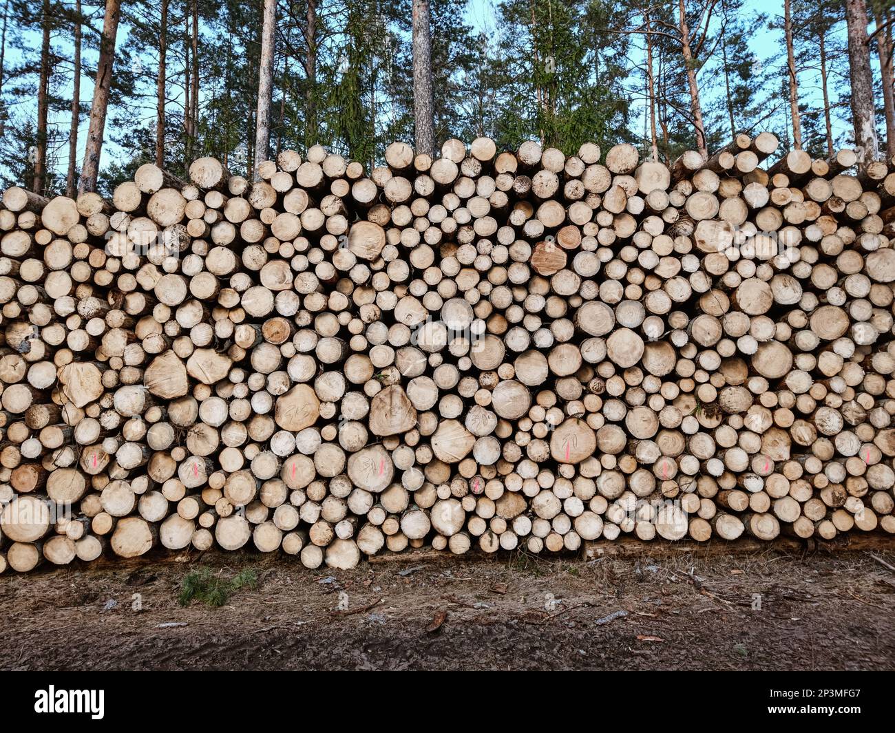 Big pile of freshly cut logs in a forest. Massive deforestation. Cut ...