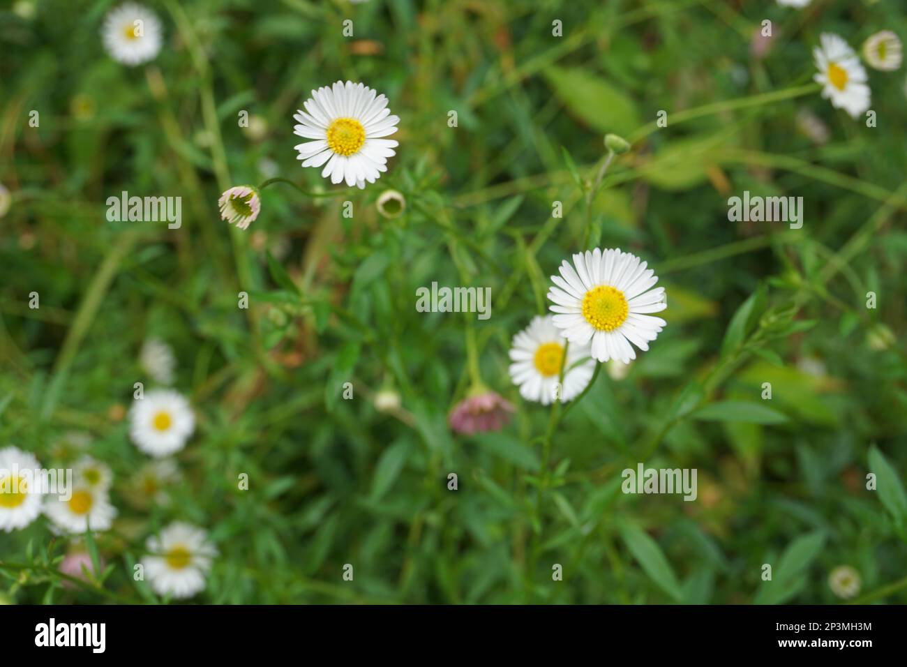 Erigeron karvinskianus, the Mexican fleabane, is a species of daisy ...