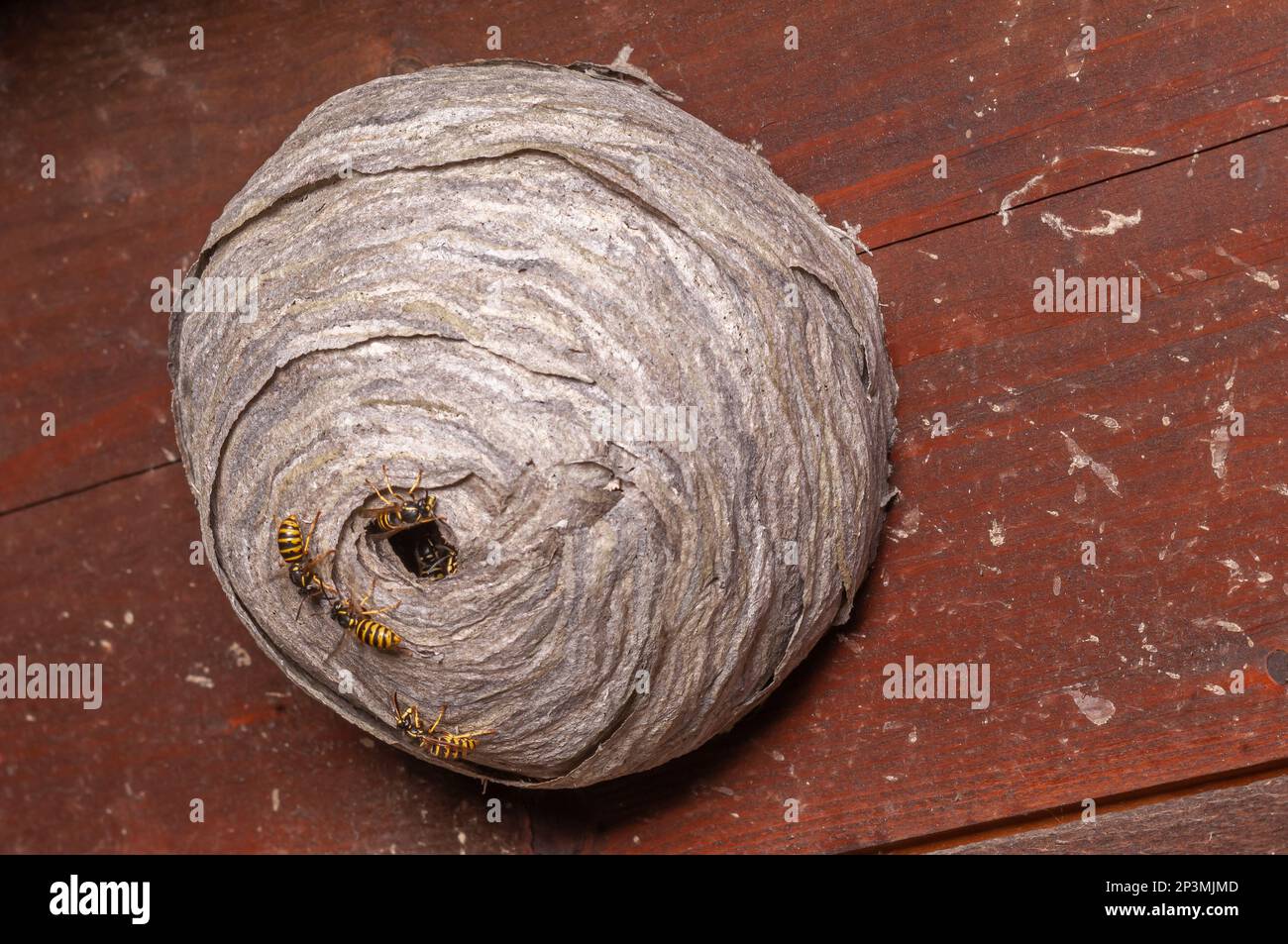 Wasp nest round hi-res stock photography and images - Alamy