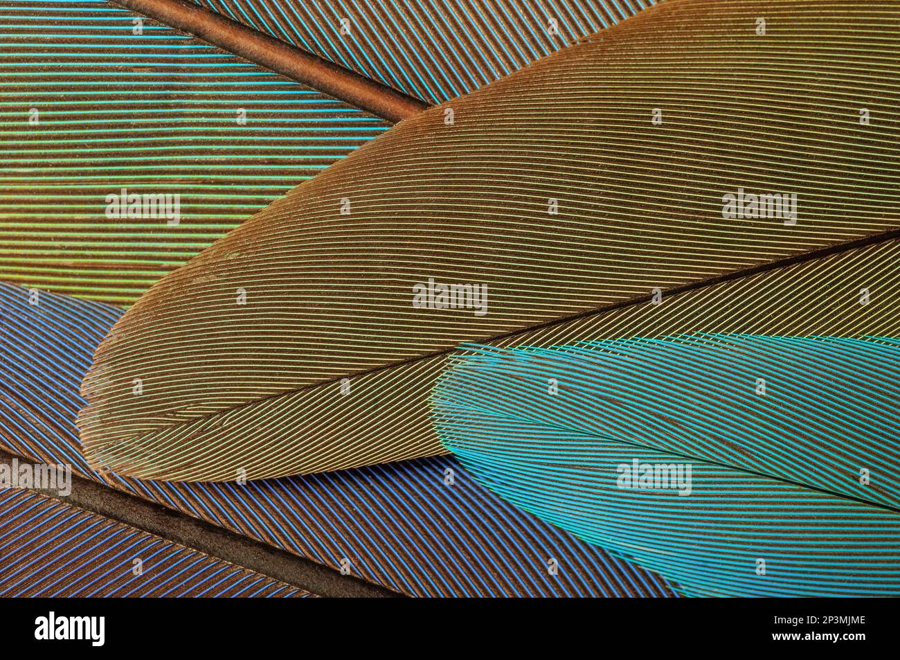 Parrot feathers in blue, turquoise, and green colors. France Stock ...