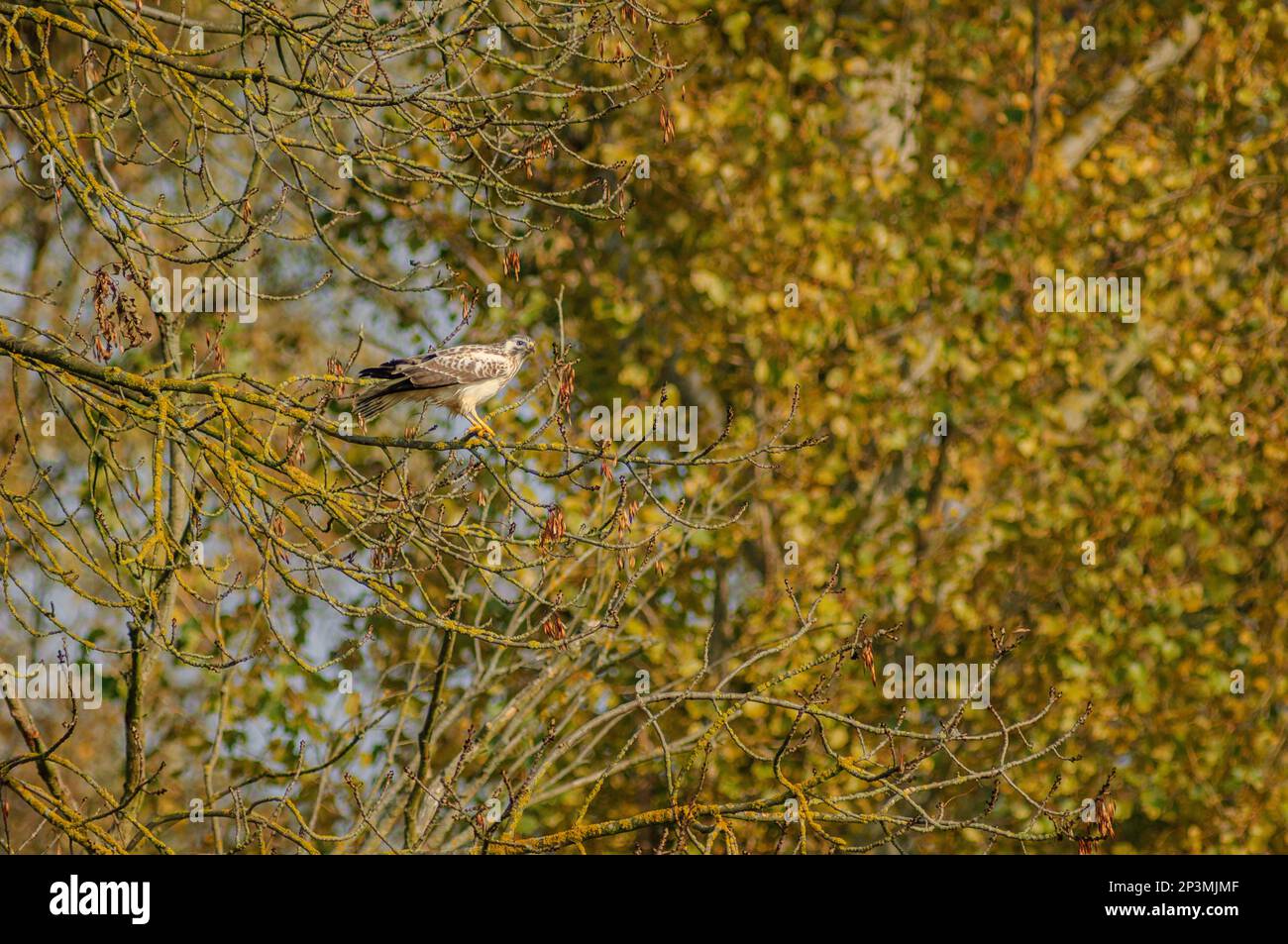 Common Buzzard (Buteo buteo) with pale plumage perched in a tree ...