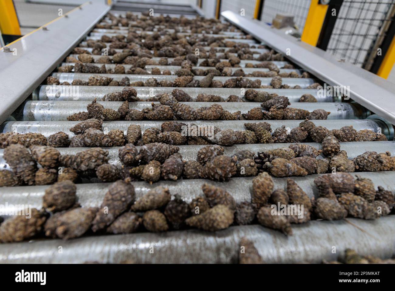 Forest seed center. Automatic filling and seeding line which helps to ...