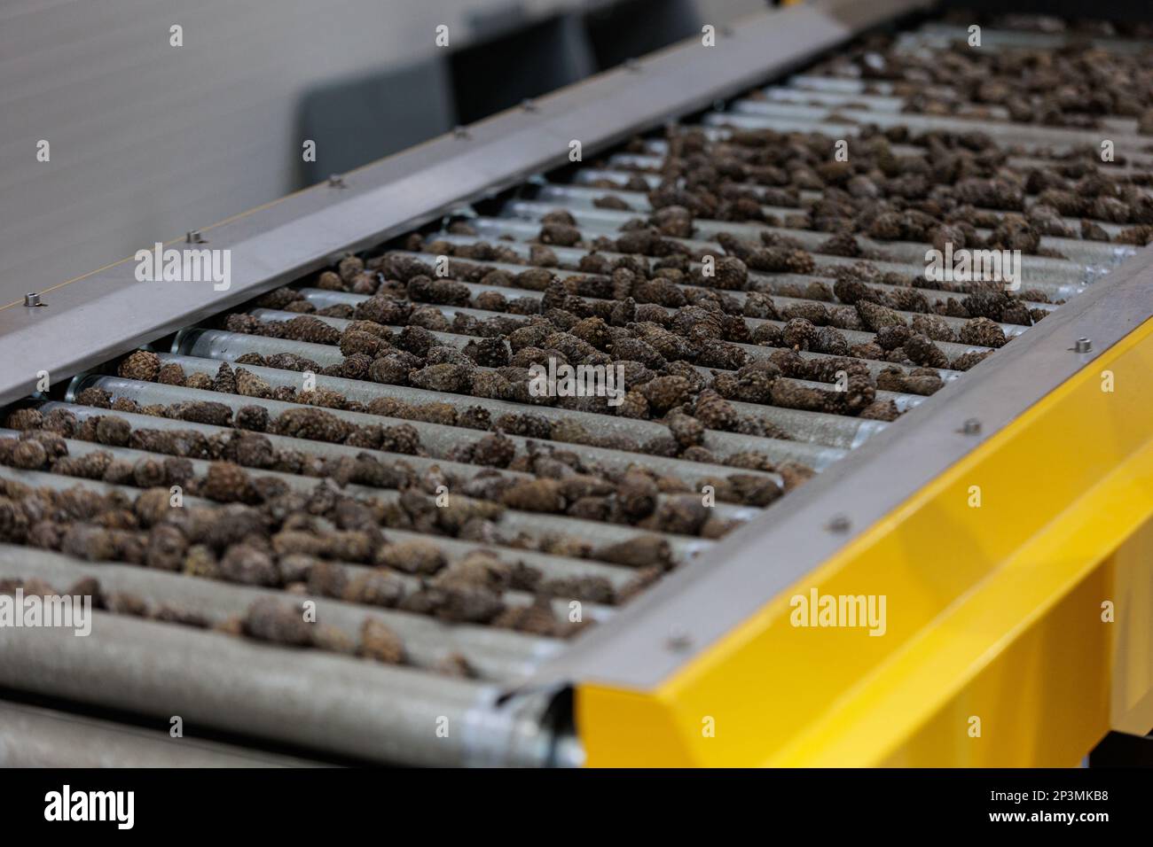 Forest seed center. Automatic filling and seeding line which helps to ...