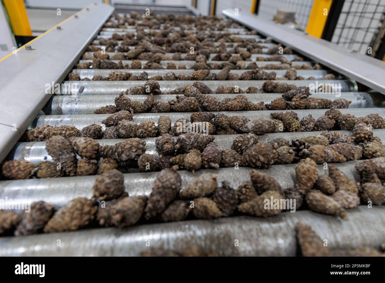 Forest seed center. Automatic filling and seeding line which helps to ...