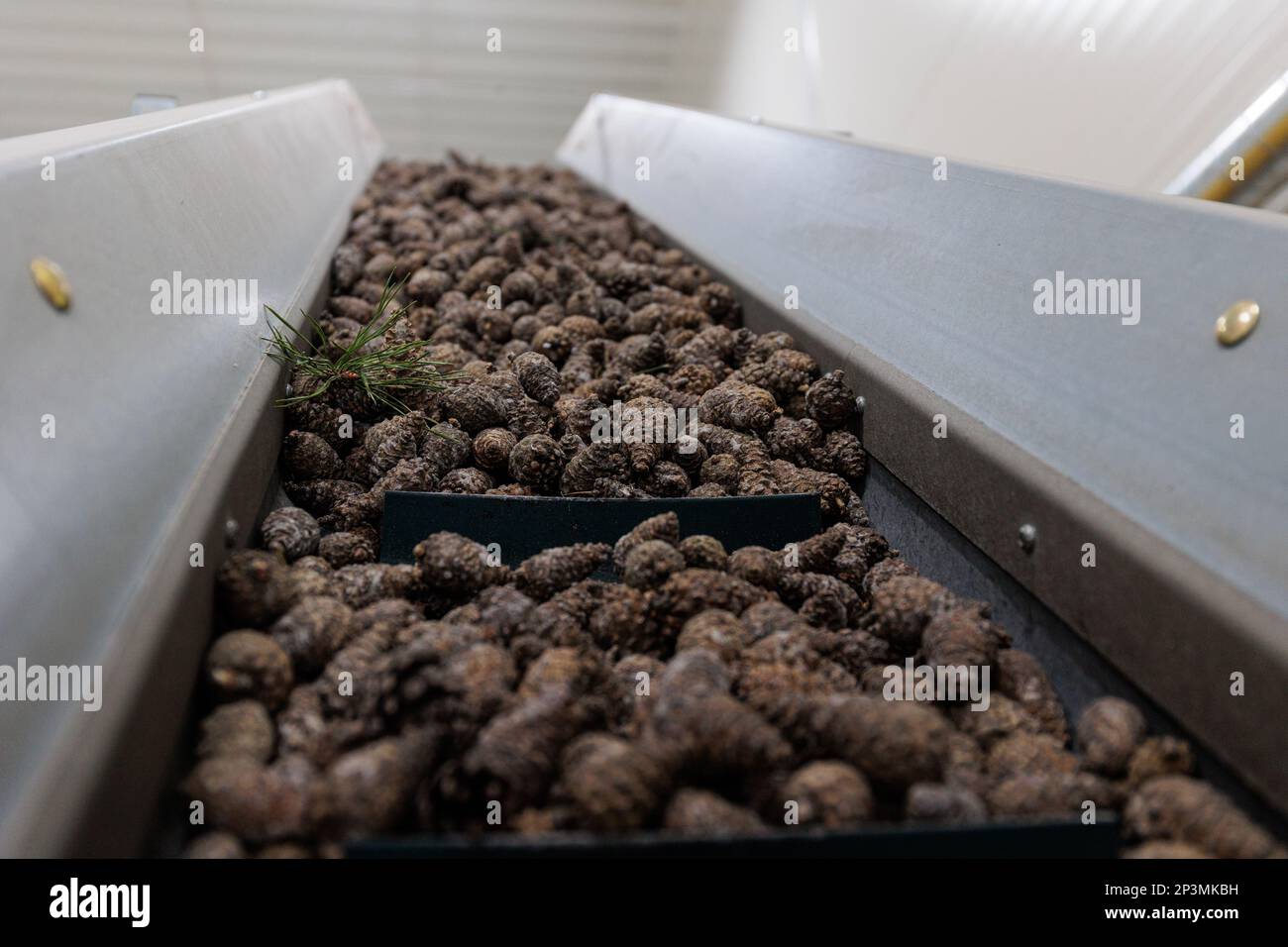 Forest seed center. Automatic filling and seeding line which helps to ...