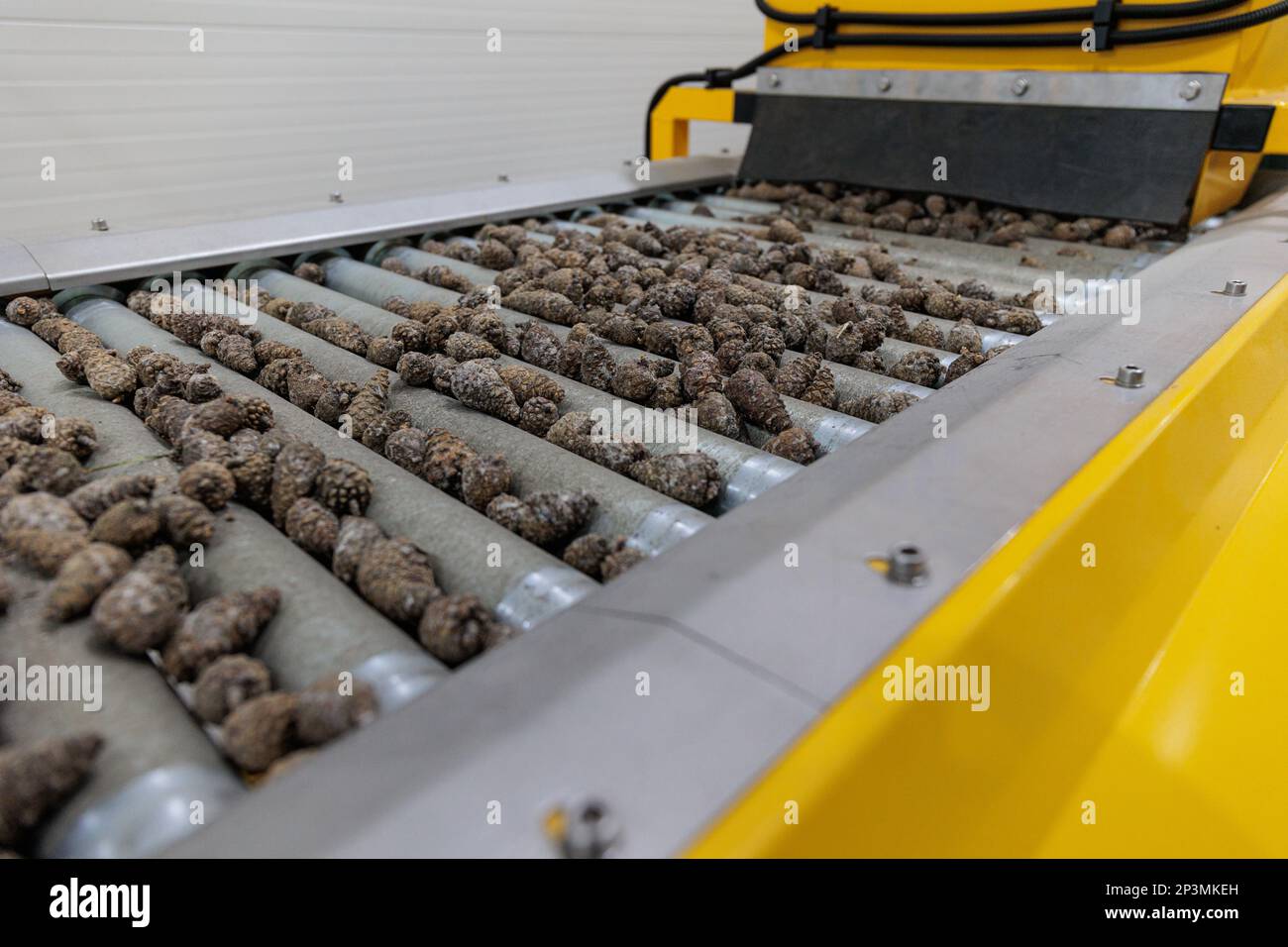 Forest seed center. Automatic filling and seeding line which helps to ...