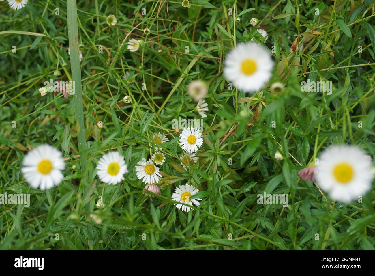 Erigeron karvinskianus, the Mexican fleabane, is a species of daisy ...