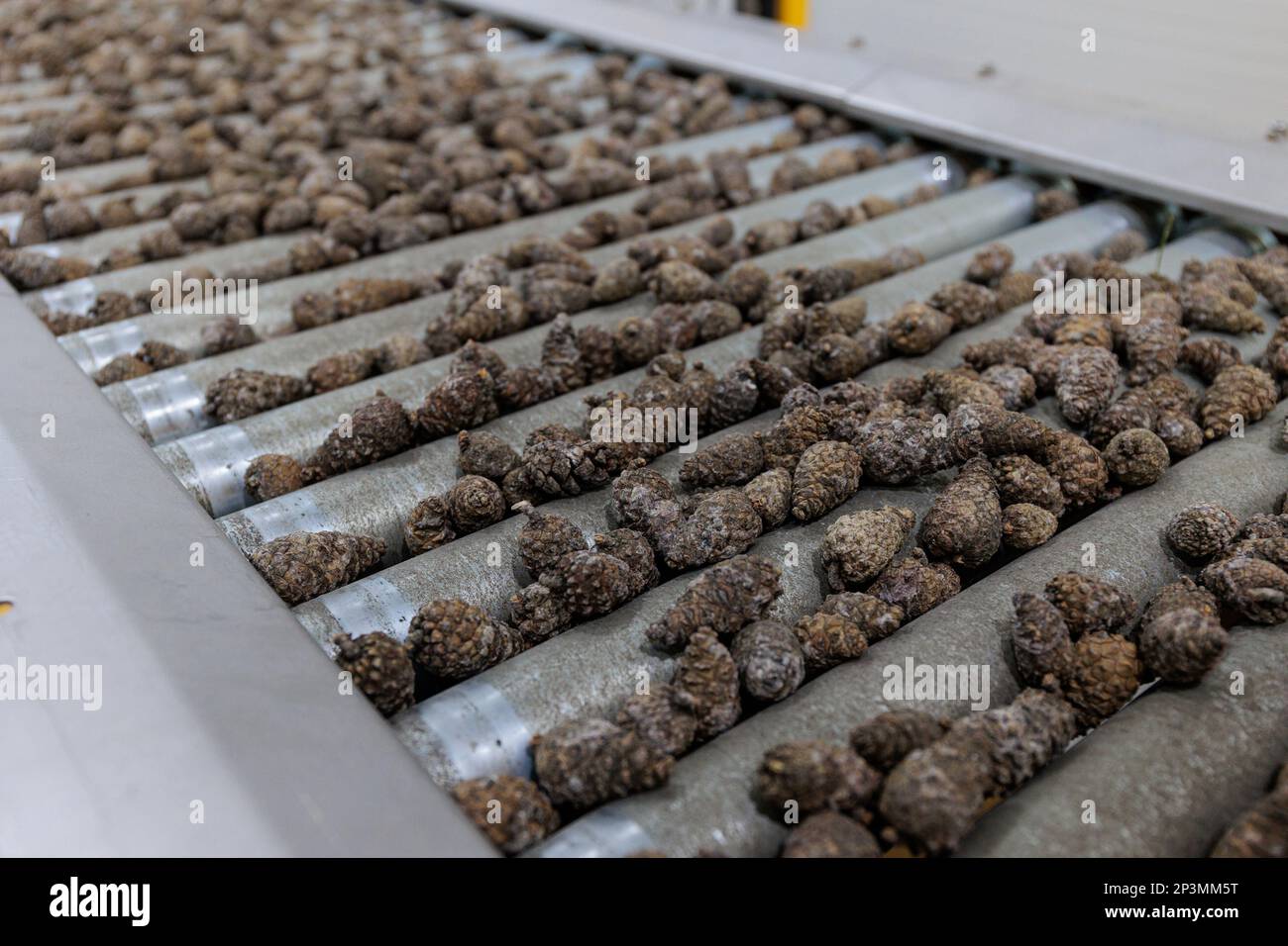 Forest seed center. Automatic filling and seeding line which helps to ...