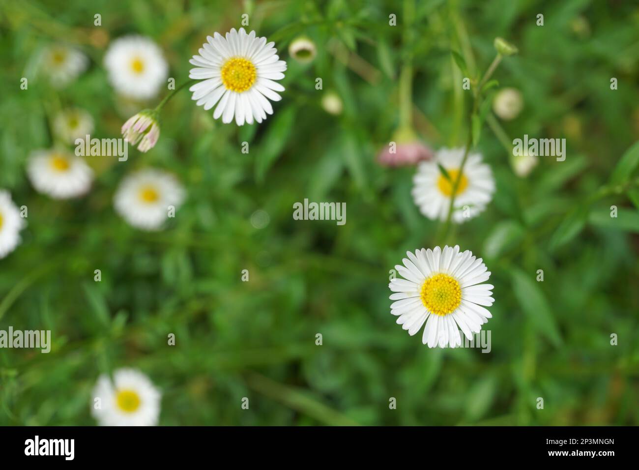 Erigeron karvinskianus, the Mexican fleabane, is a species of daisy ...