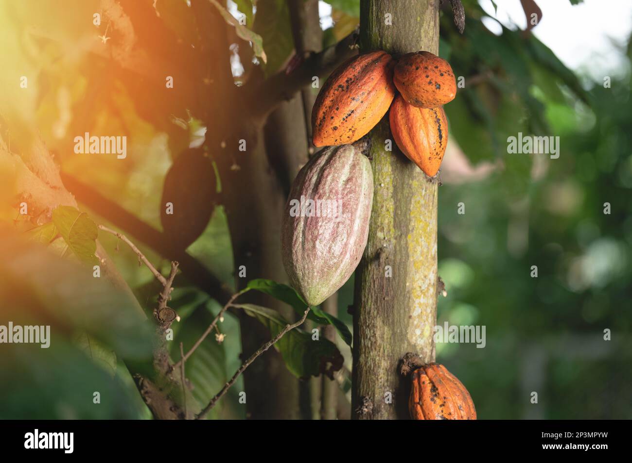 Orange color cocoa pod on farm tree close up view Stock Photo - Alamy