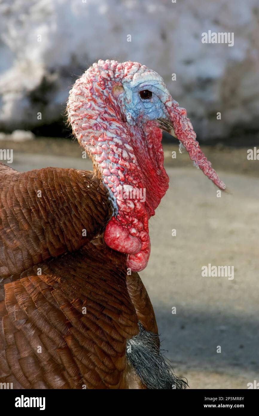 Turke side view close up in vertical format with copy space Stock Photo ...