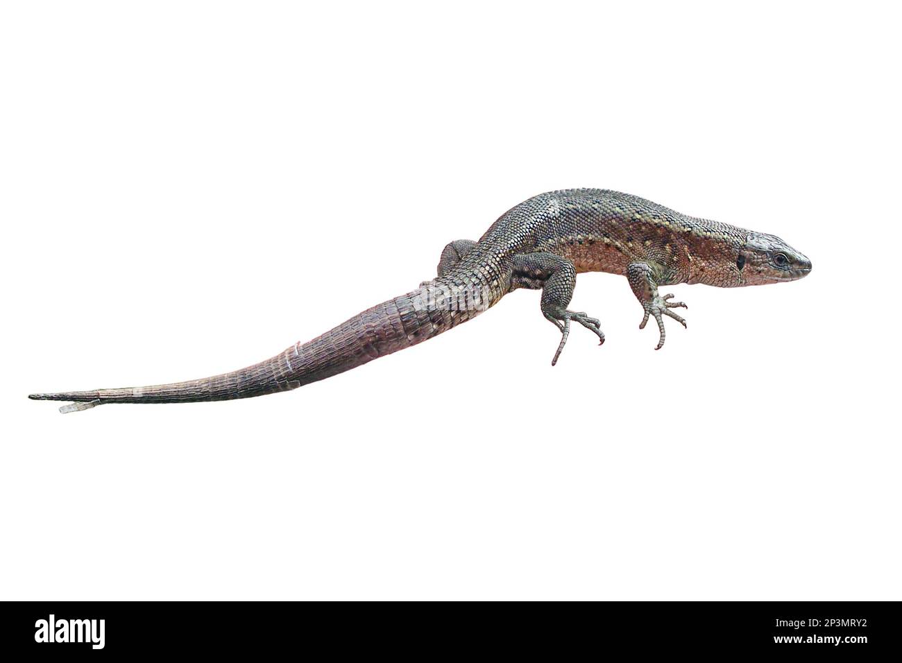 Human eye lizard skin texture Cut Out Stock Images & Pictures - Alamy