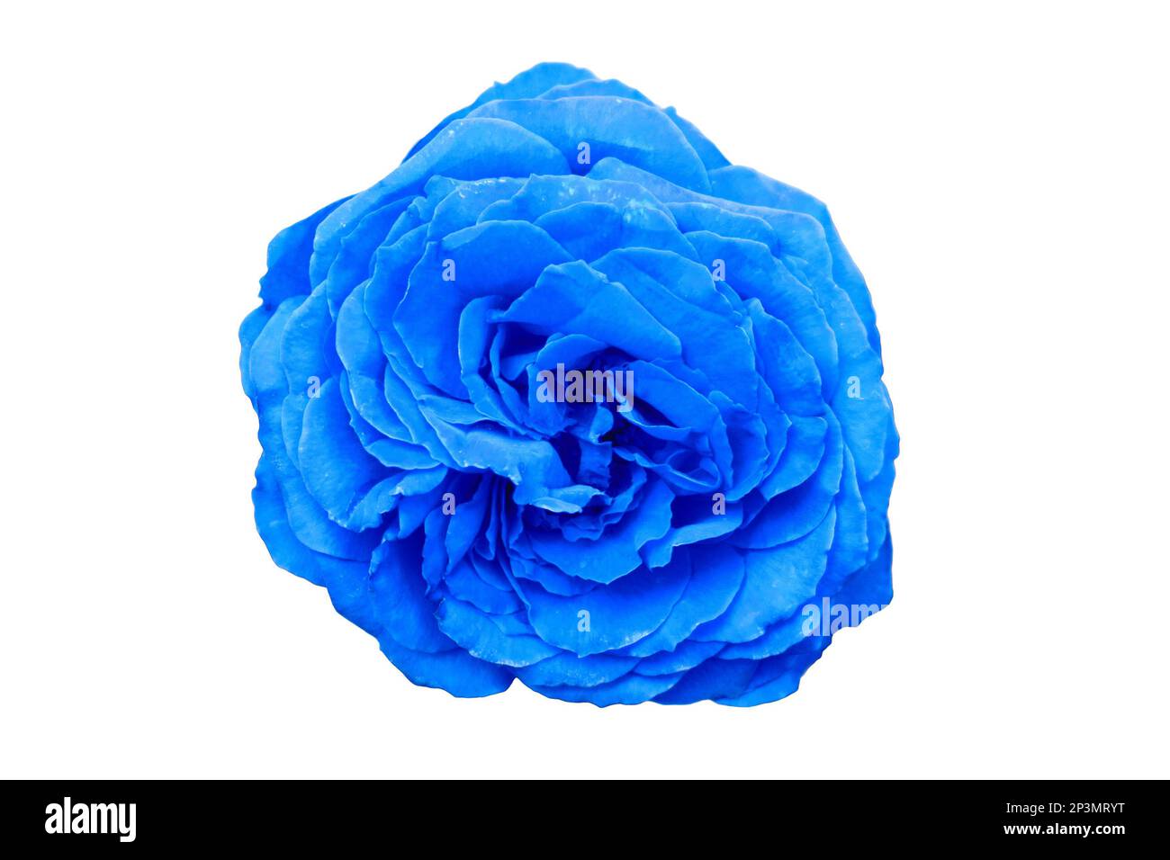 Unfolded blue rose Flower with green leaves, close-up, isolated on a ...