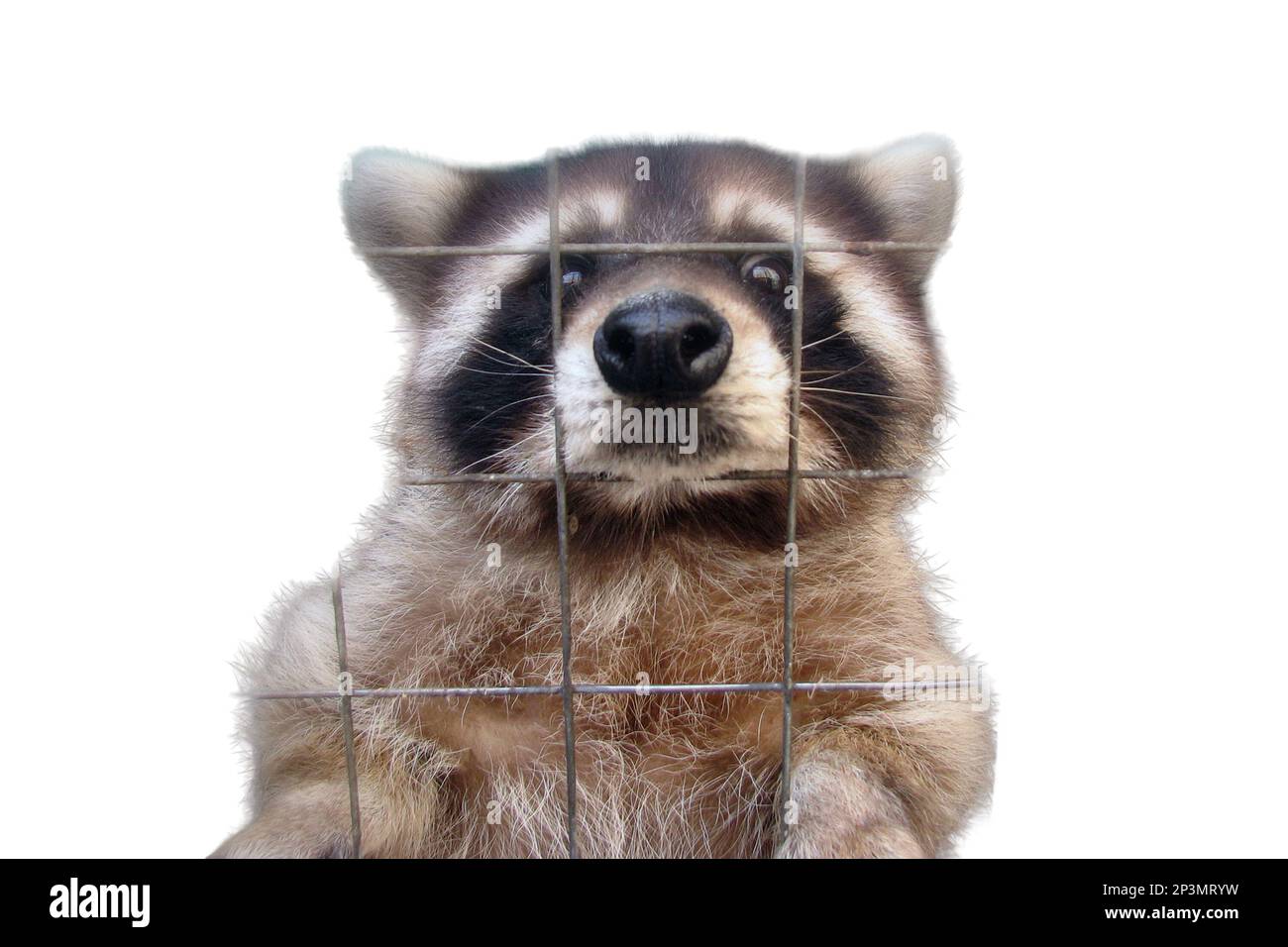 The raccoon in the cage looks sad and plaintively asks for food ...