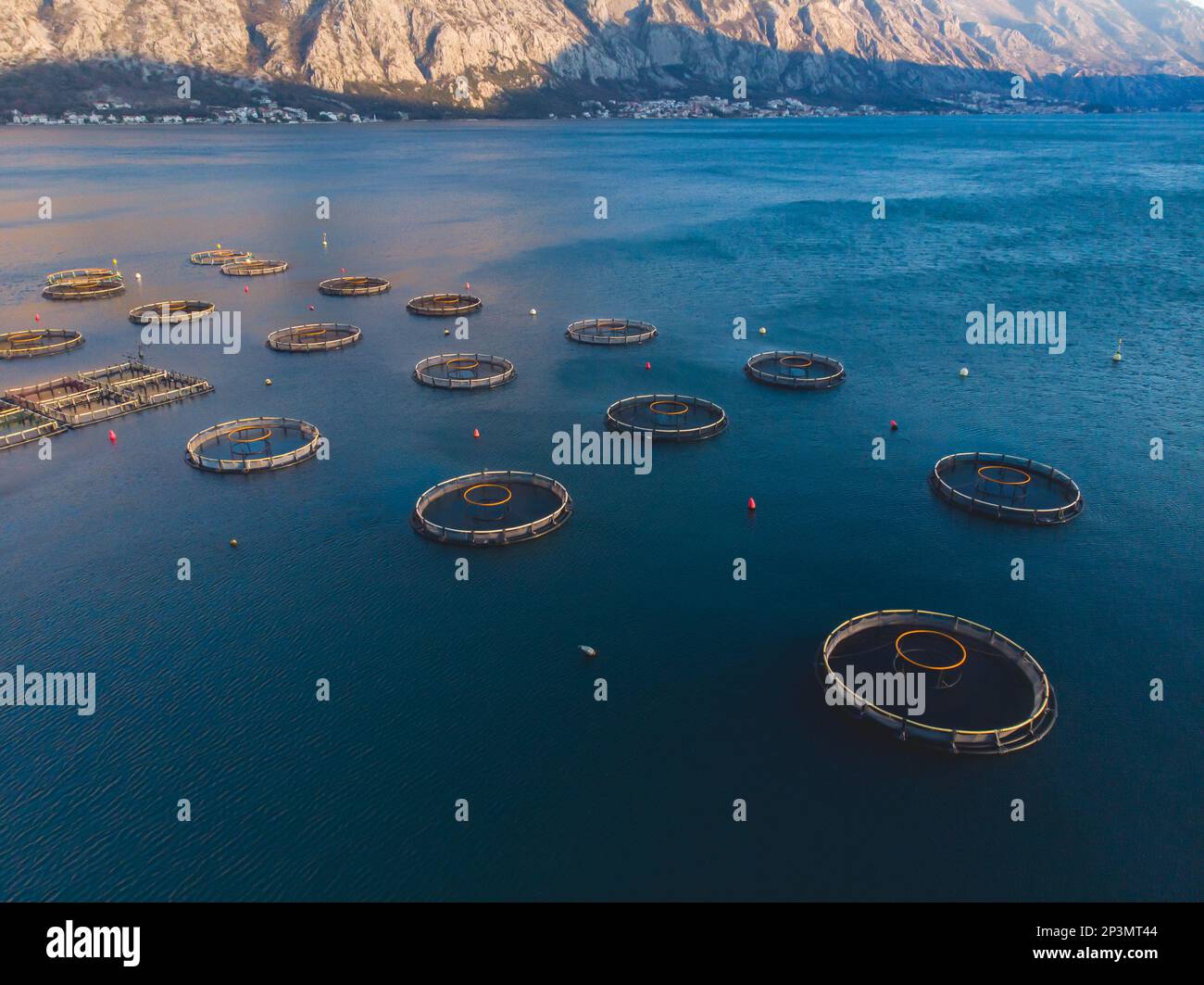 Aerial drone top view of sea fish farm cages and fishing nets, farming ...