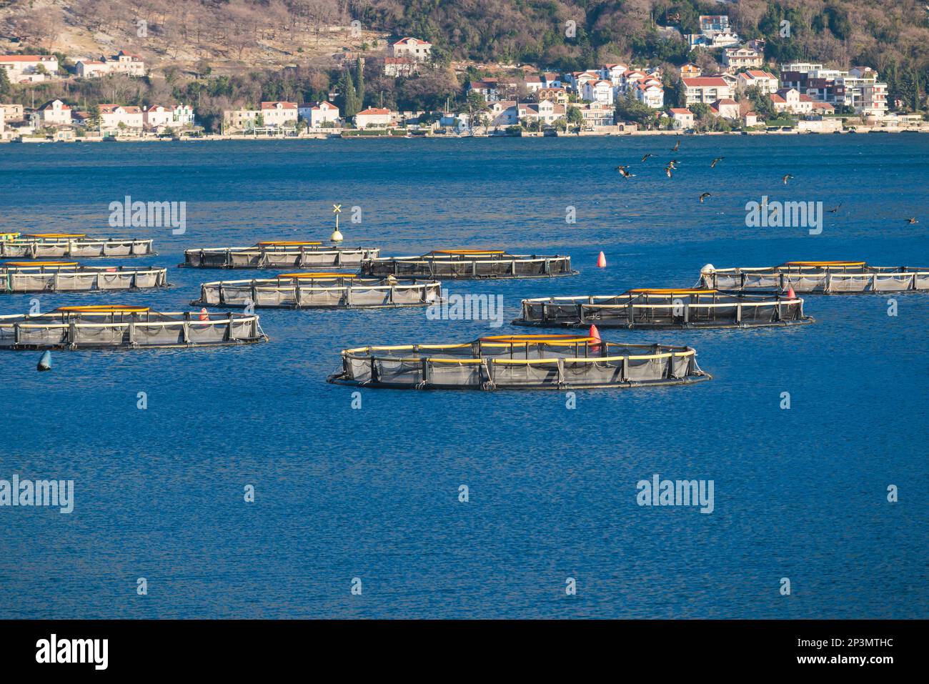 View of sea fish farm cages and fishing nets, farming dorado, sea bream ...