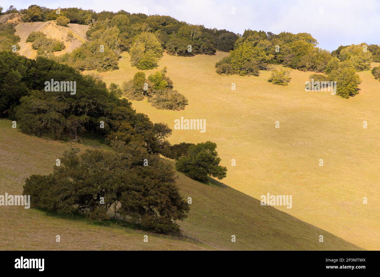 Sun and shade on golden grassy hills of Marin County in Northern ...