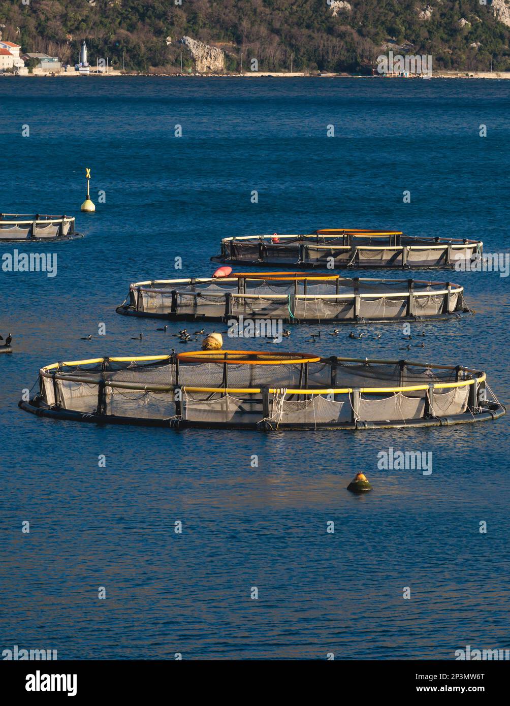 View of sea fish farm cages and fishing nets, farming dorado, sea bream ...