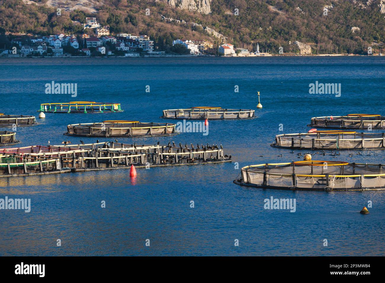 View of sea fish farm cages and fishing nets, farming dorado, sea bream ...