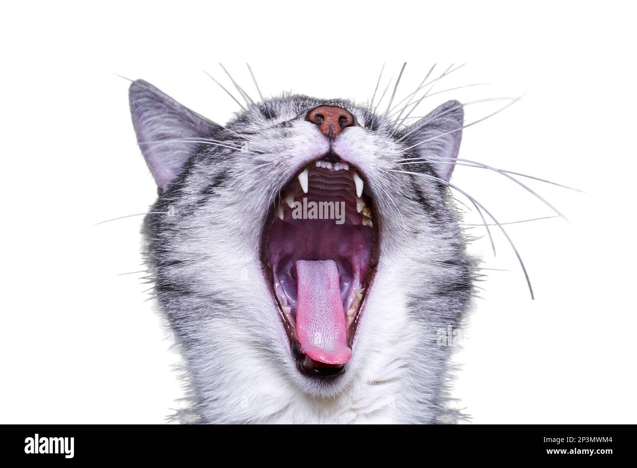 Cat yawns close-up on the couch, isolated on a white background. Macro ...