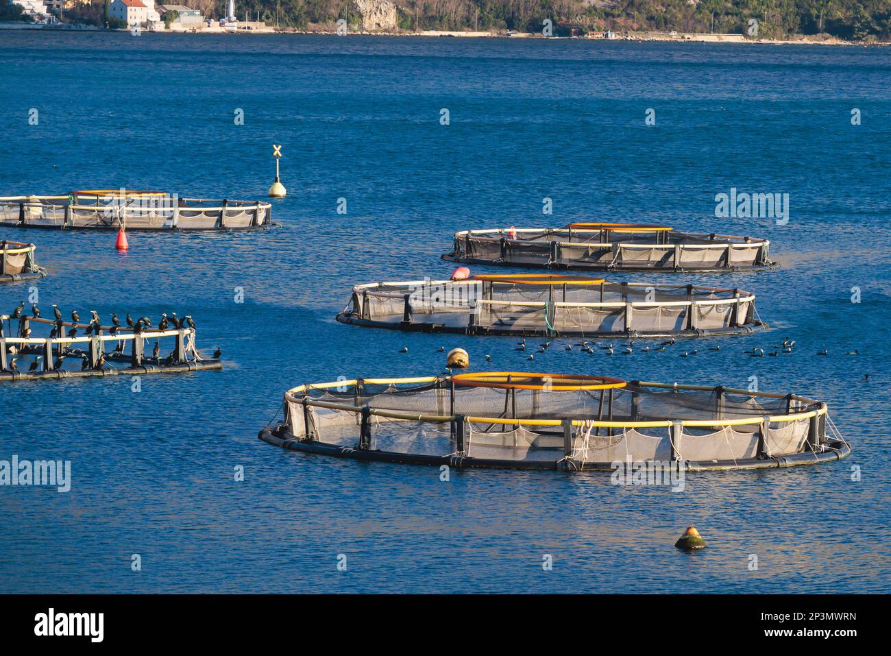View of sea fish farm cages and fishing nets, farming dorado, sea bream ...