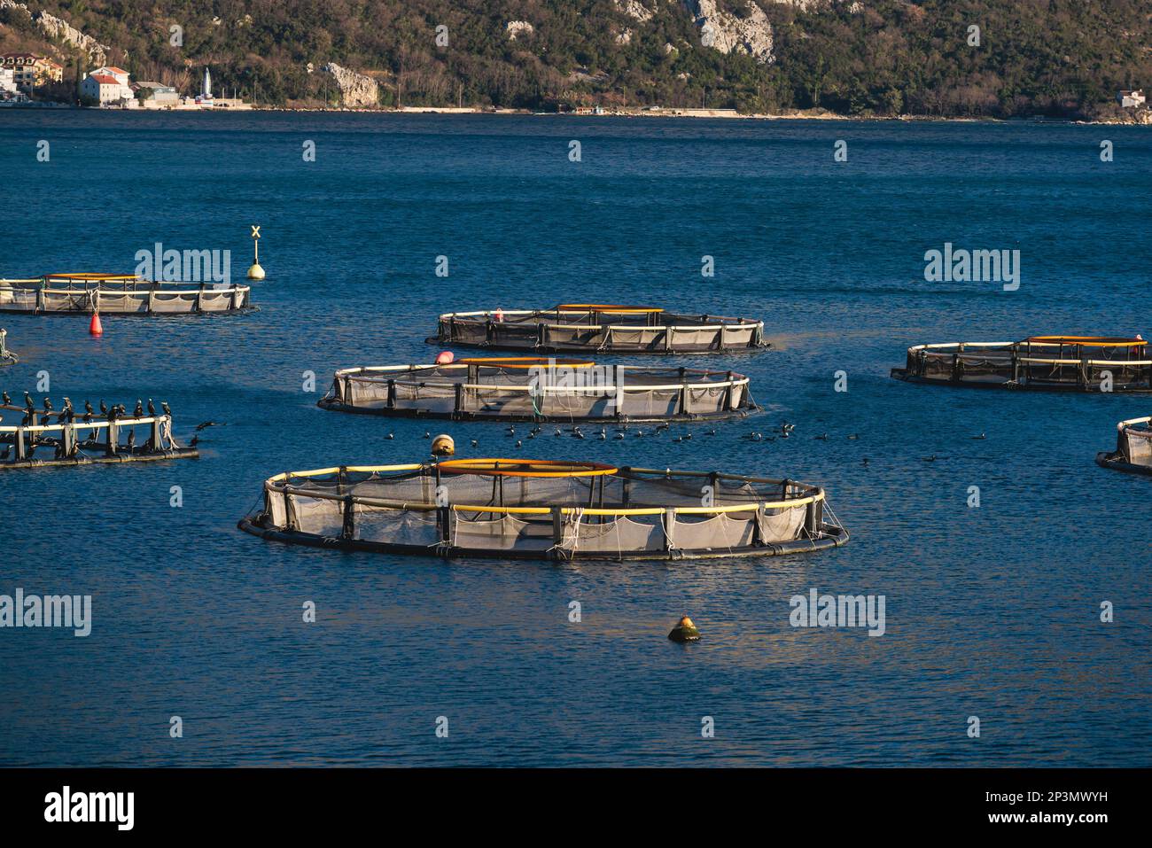 View of sea fish farm cages and fishing nets, farming dorado, sea bream ...