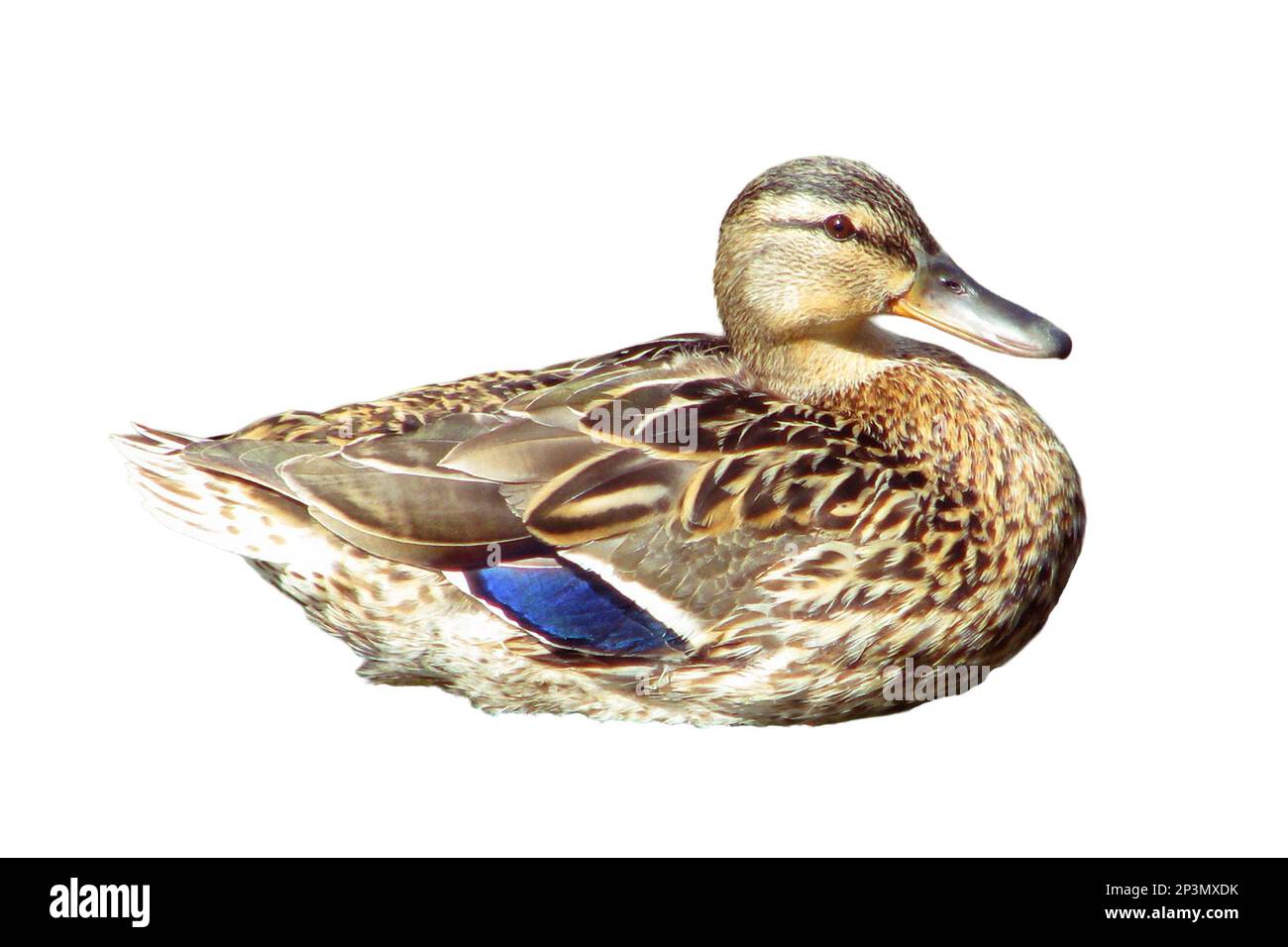 Female and brood of ducklings on water Cut Out Stock Images & Pictures ...