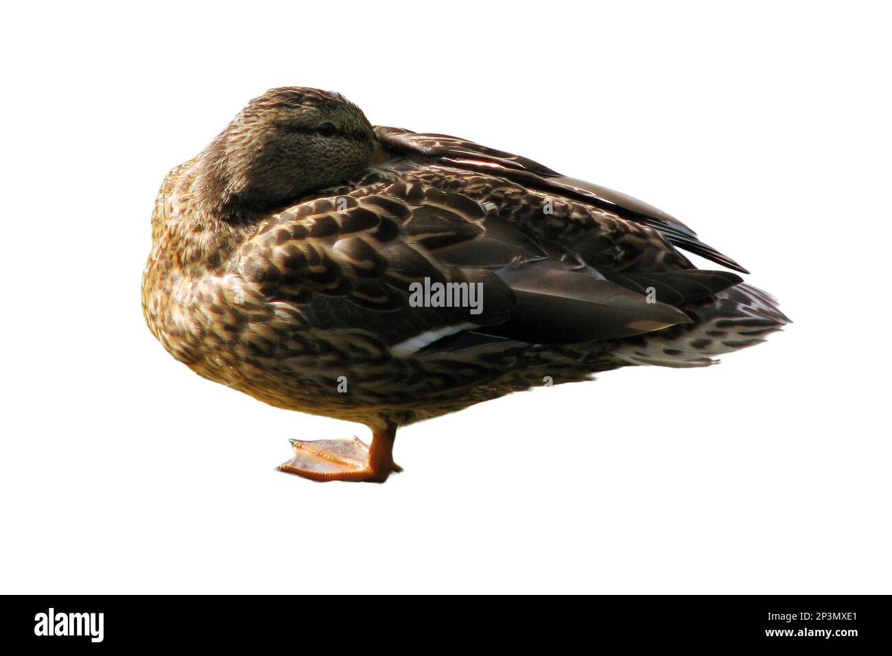 Duck sleeps sitting on a snag in the pond, isolated on a white ...