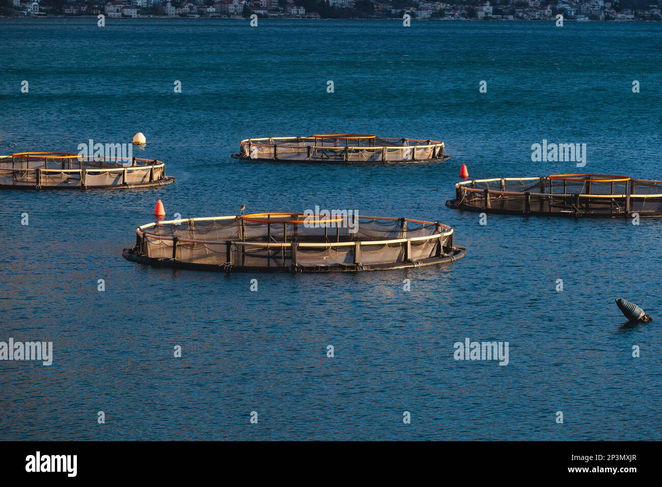 View of sea fish farm cages and fishing nets, farming dorado, sea bream ...