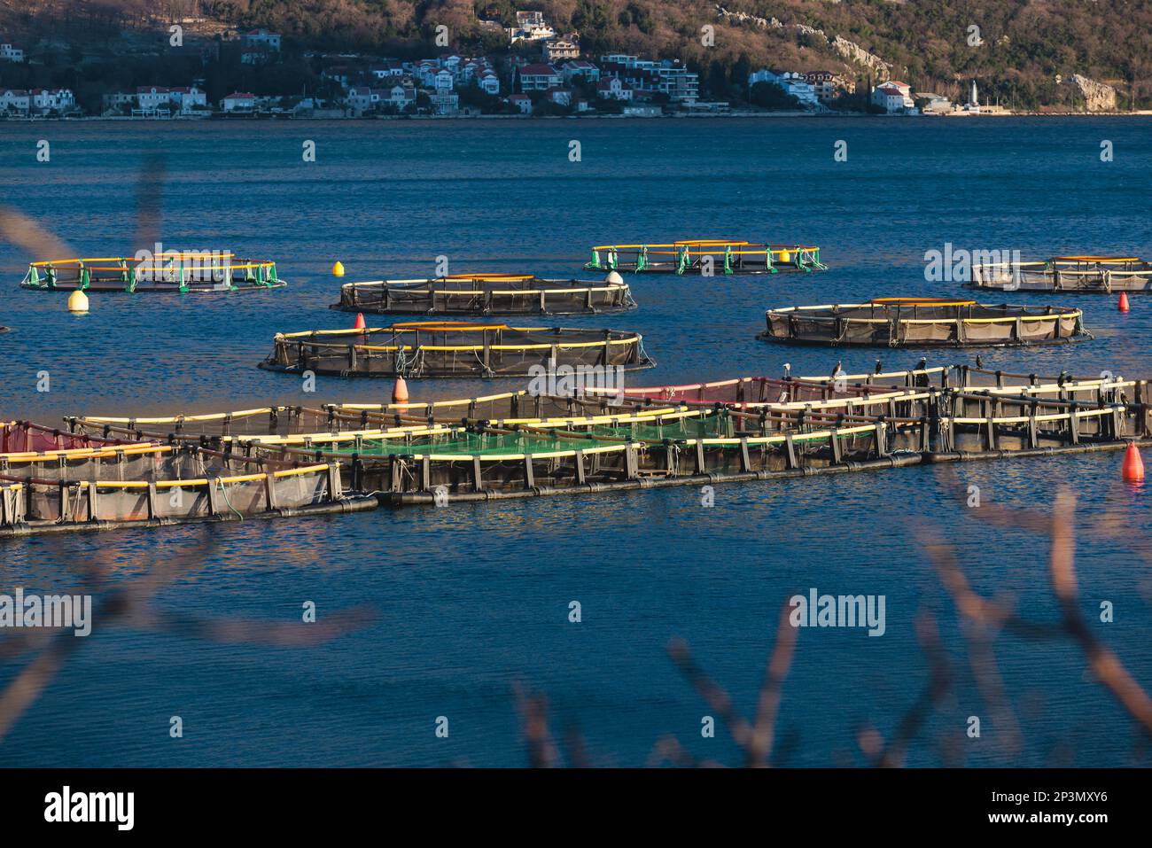 View of sea fish farm cages and fishing nets, farming dorado, sea bream ...