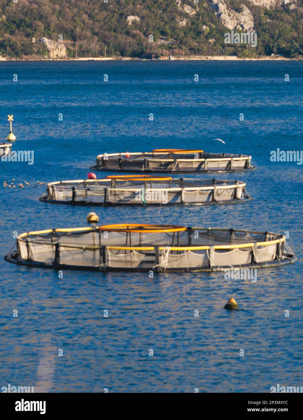 View of sea fish farm cages and fishing nets, farming dorado, sea bream ...