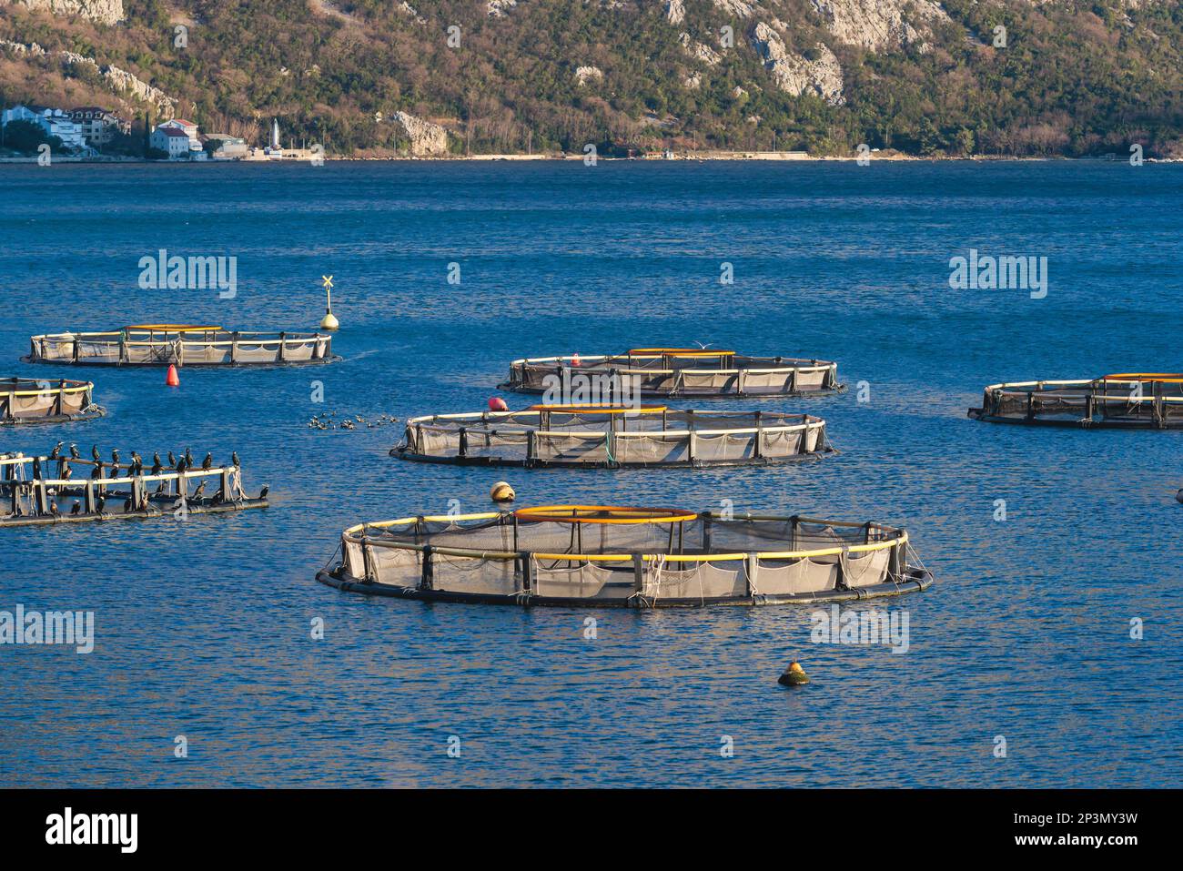 View of sea fish farm cages and fishing nets, farming dorado, sea bream ...