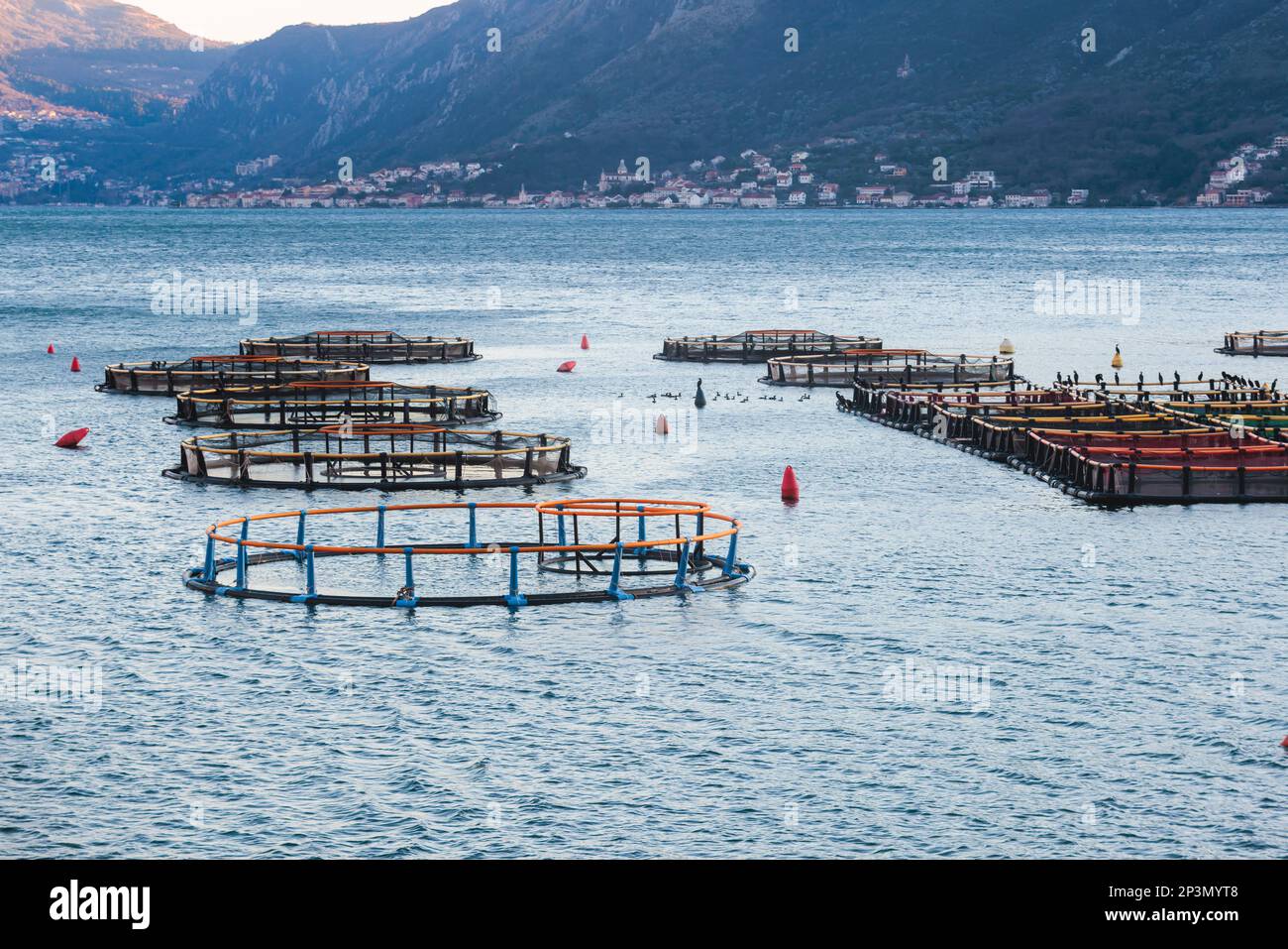 View of sea fish farm cages and fishing nets, farming dorado, sea bream ...
