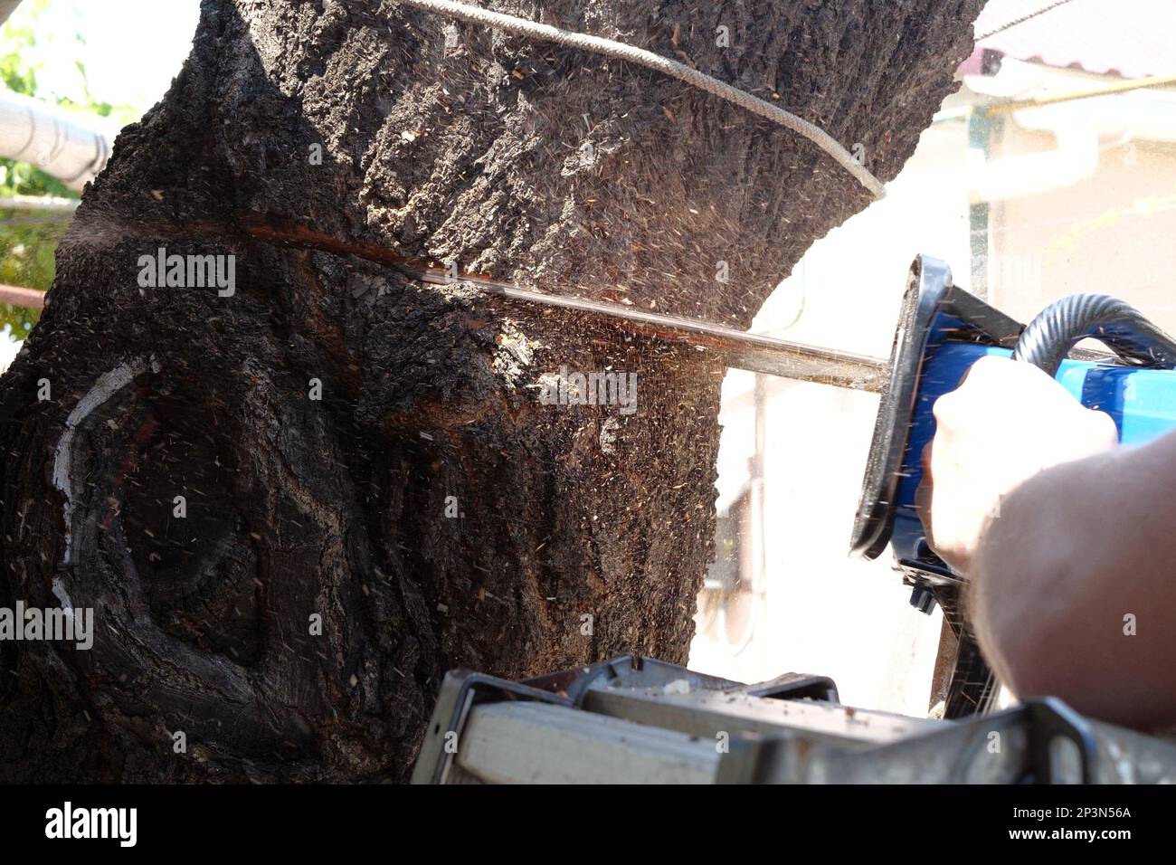 Sawing log chainsaw in slow hi-res stock photography and images - Alamy