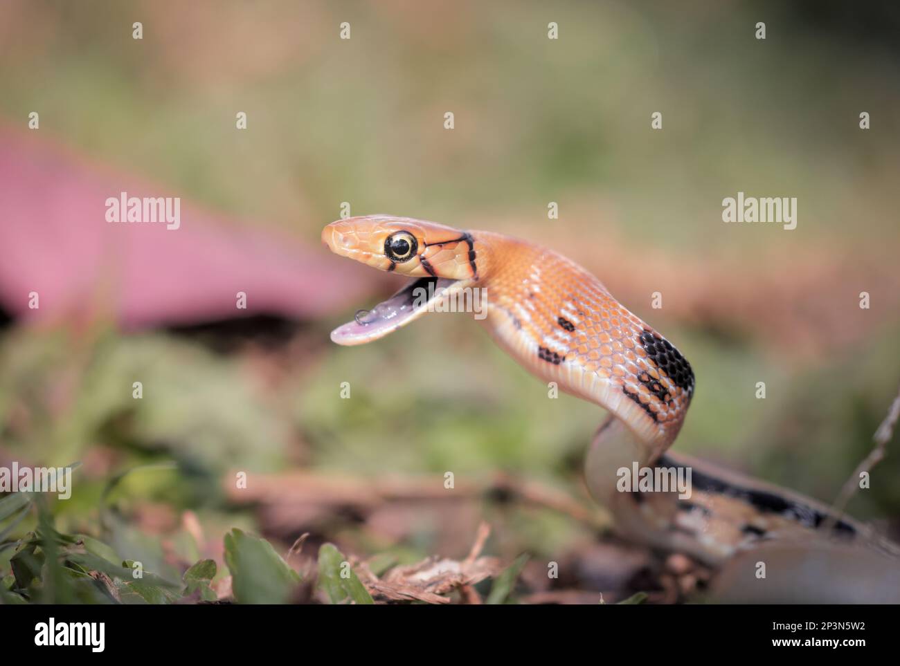Coelognathus radiatus, commonly known as the radiated ratsnake, copperhead rat snake, or copper ...