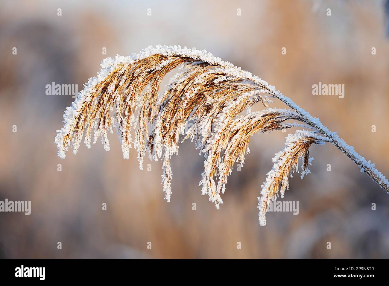 15 December 2022, Brandenburg, Fehrbellin/Ot Linum: A reed plant at the ...
