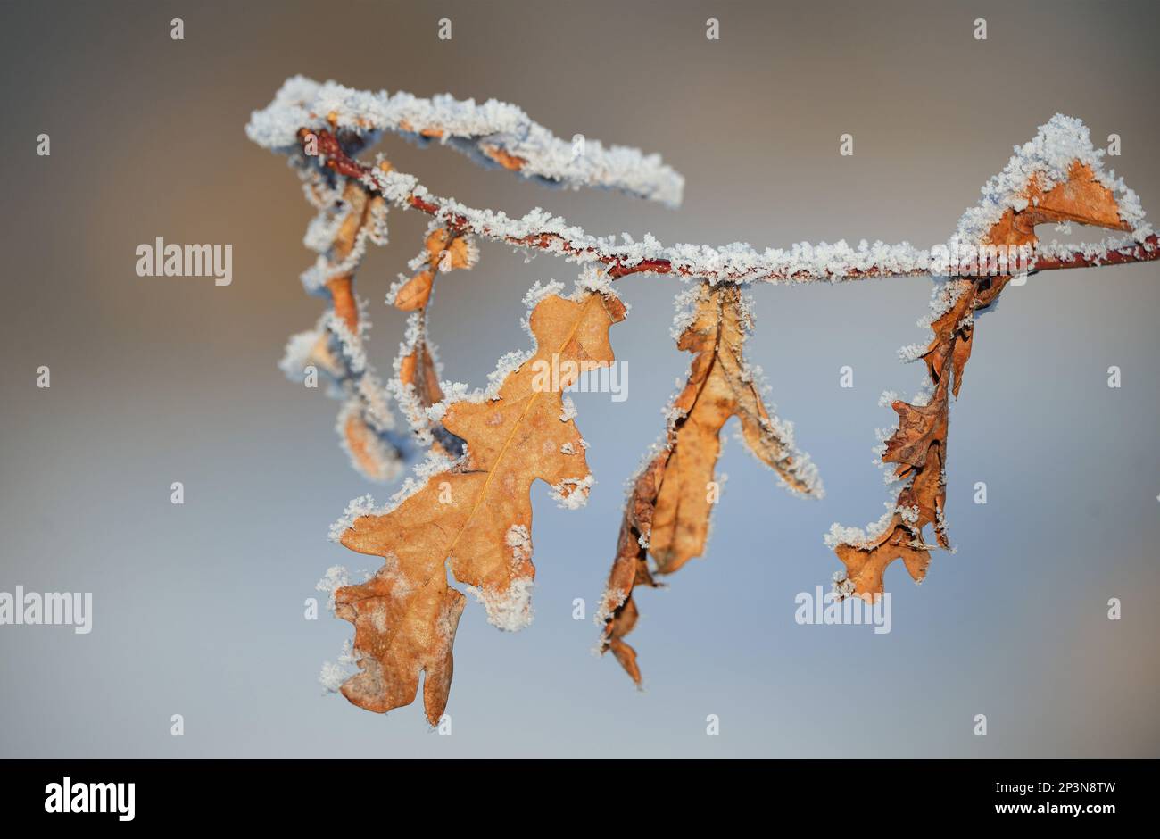 15 December 2022, Brandenburg, Fehrbellin/Ot Linum: The branch and ...